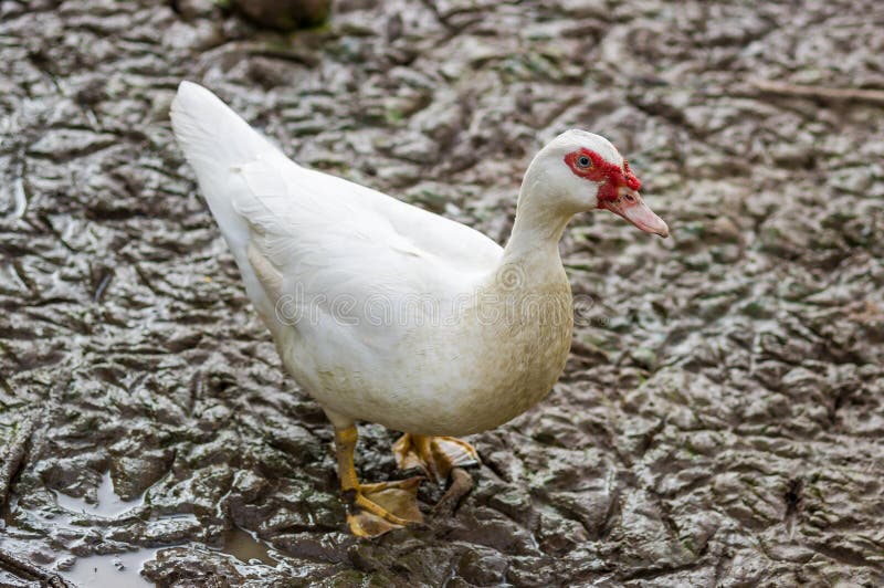 234 White Embden Goose Stock Photos - Free & Royalty-Free Stock Photos ...