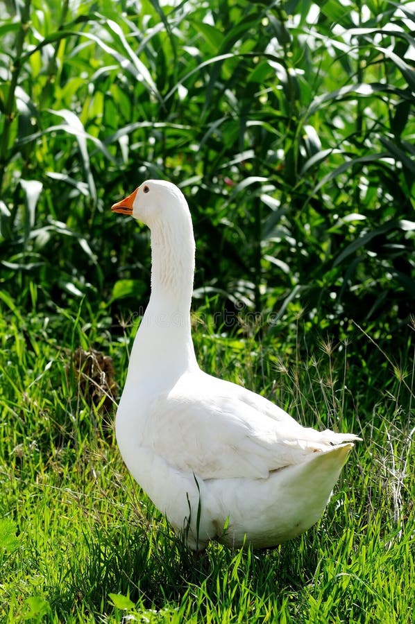Geese are curly! stock photo. Image of unusual, domestic - 131051316