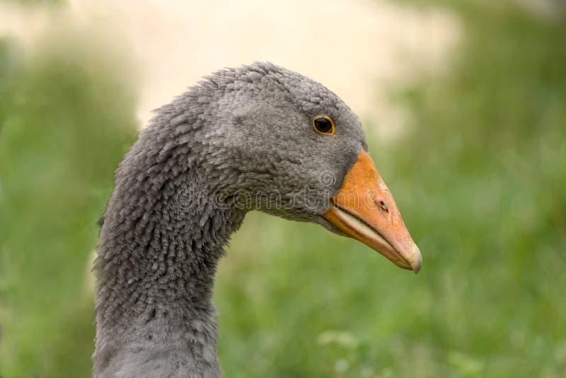 Head of goose stock image. Image of rural, meadow, gras - 3031403