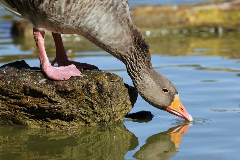Goose drinking water stock photo. Image of wild, lake - 16515860