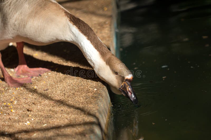 Goose drinking water stock photo. Image of wild, lake - 16515860