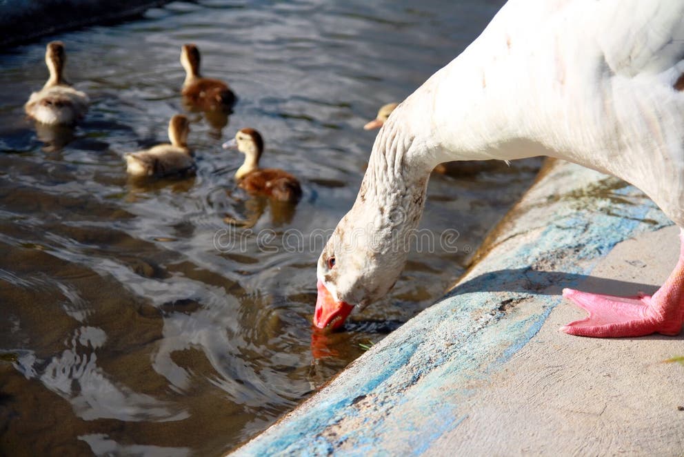 Goose is Drinking Water from Pond and Five Ducklings Stock Photo ...