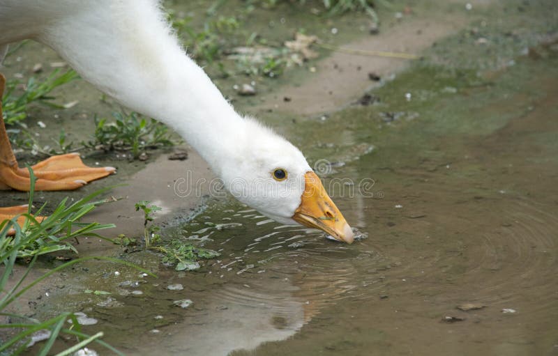 Goose Drinking stock image. Image of feathers, drinking - 57465697