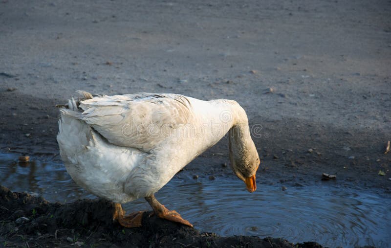 The Goose Drinks Water from the Puddle on the Farm. Stock Image - Image ...