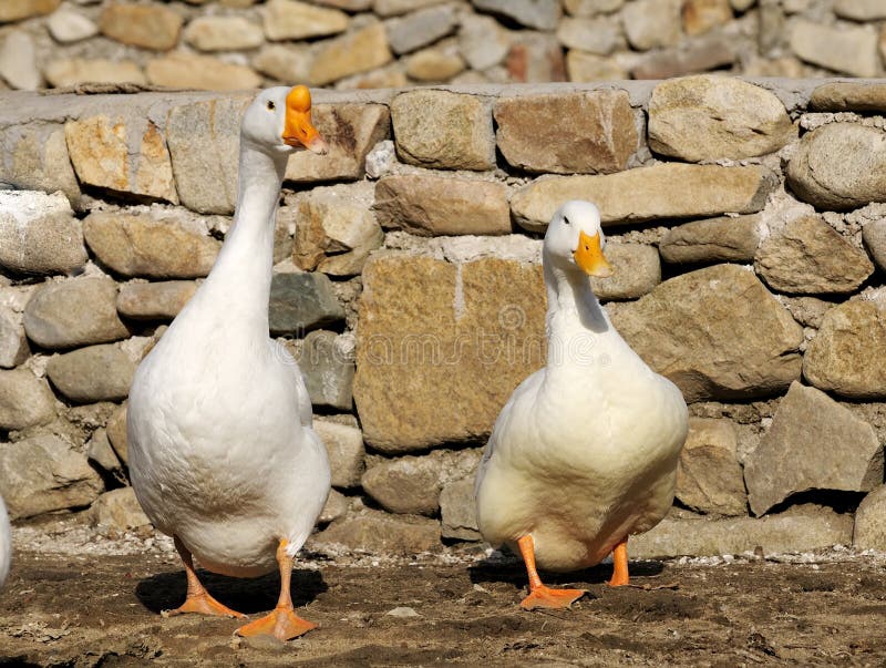 Goose and duck stock image. Image of isolated, yard, vertebrate - 17962937