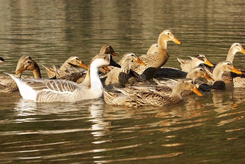 Goose with duck in river stock image. Image of agriculture - 17562649