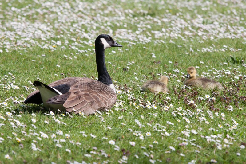 Goose with ducklings stock image. Image of green, daisy - 27020629