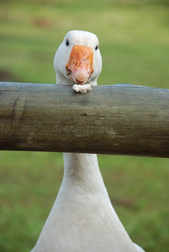 Goose eating bread stock photo. Image of creosote, feed - 11825648