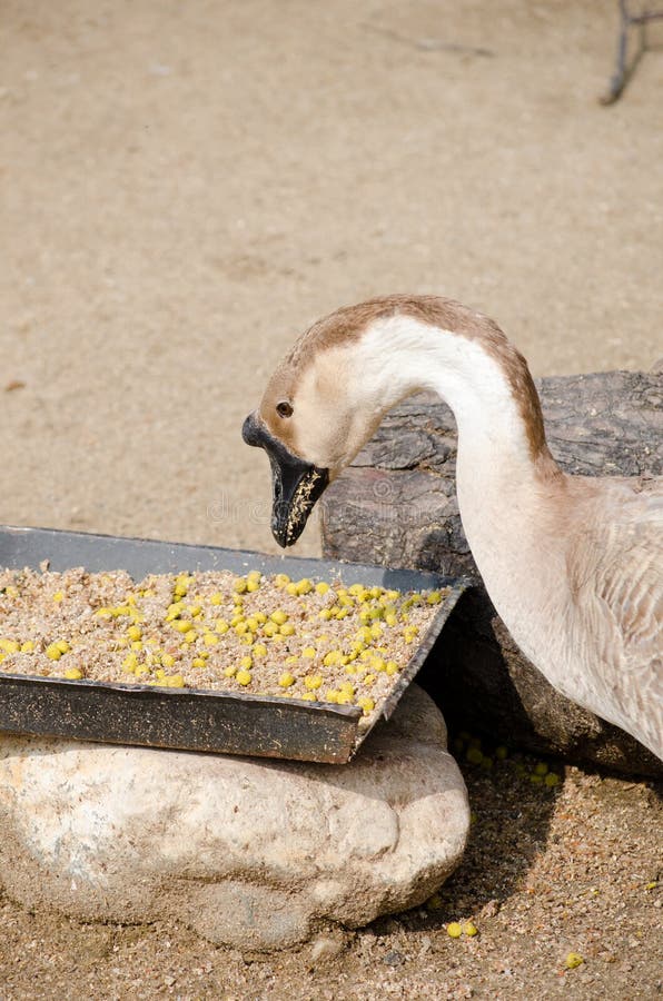 Geese stock image. Image of goose, feather, countryside - 50322977