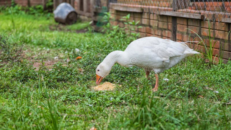 Goose eating on a farm. stock photo. Image of farming - 110404406