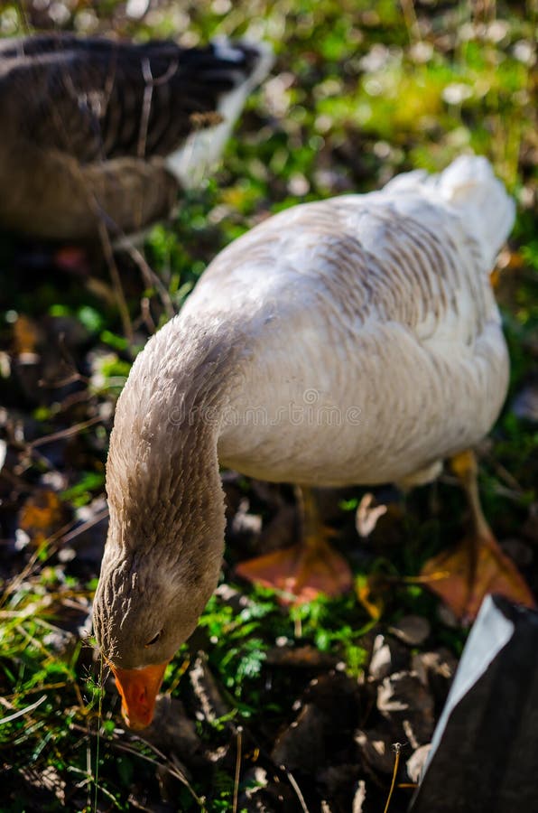 Goose eating stock photo. Image of male, geese, finland - 45898492