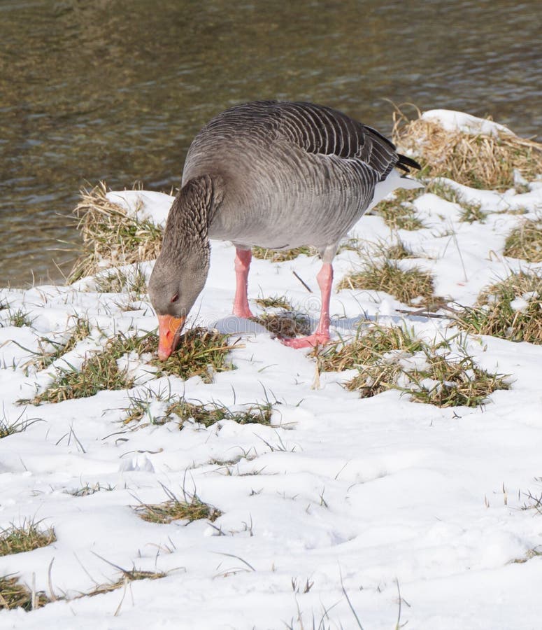 356 Snow Goose Eating Stock Photos - Free & Royalty-Free Stock Photos ...