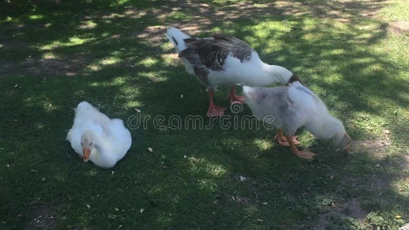 Goose in Eating and Walking Stock Footage - Video of animals, feathers ...