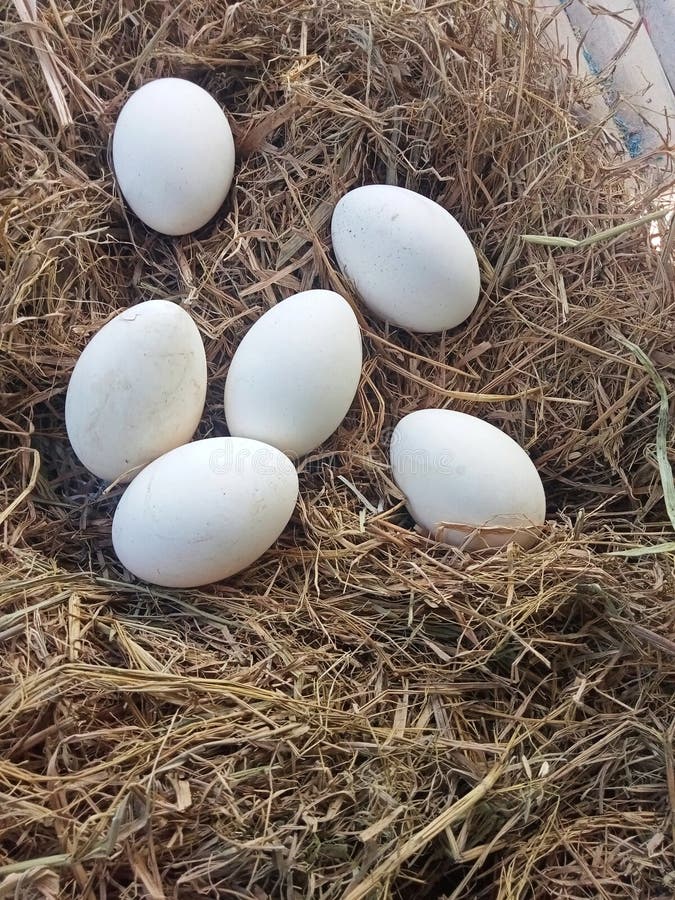 Goose Eggs Contain Nutrients that are Good for the Immune System Stock ...