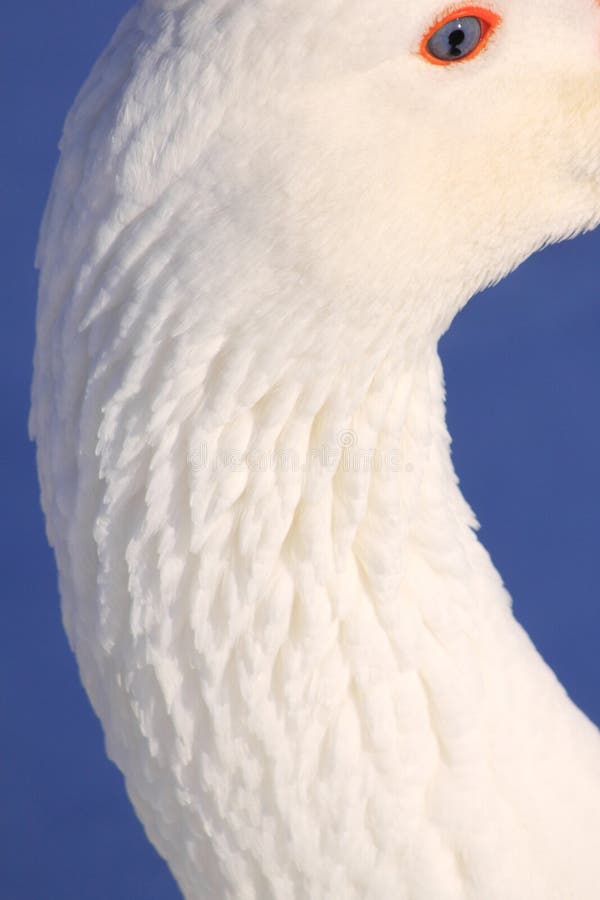 Goose eye stock image. Image of bird, nature, blue, soft - 12994951