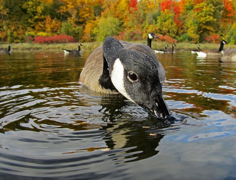 Goose Eye stock image. Image of migrate, baby, flock - 27562139