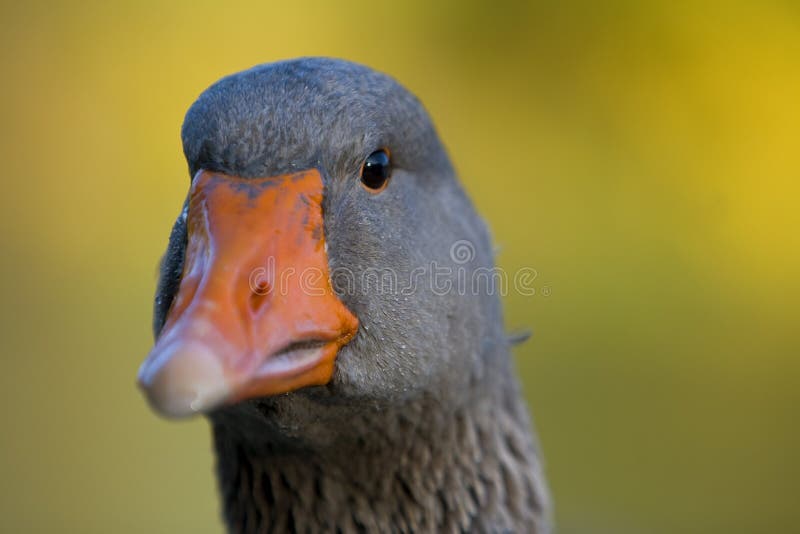 Goose eyes stock photo. Image of floating, feathers, beak - 12500594