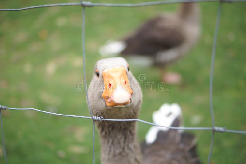 Goose eyes stock photo. Image of macro, details, eyes - 207673688