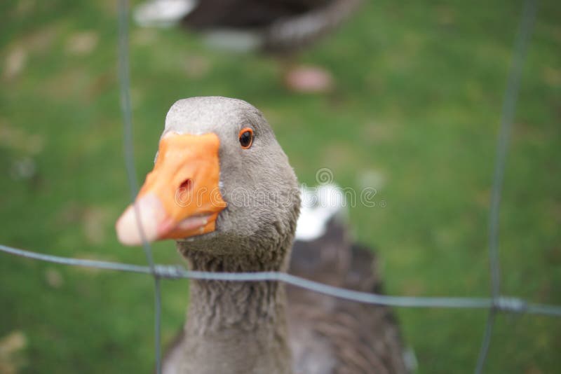 Goose eyes stock image. Image of view, macro, bird, white - 5595211