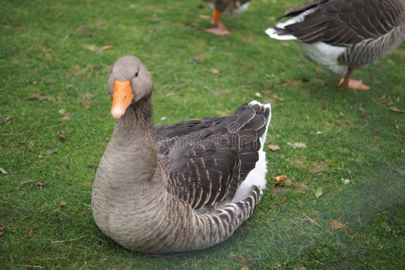 Goose eyes stock photo. Image of goose, detail, white - 207673716