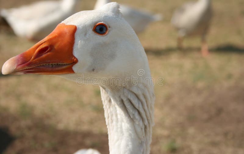 Goose Face stock photo. Image of feet, bird, grass, beak - 3183508