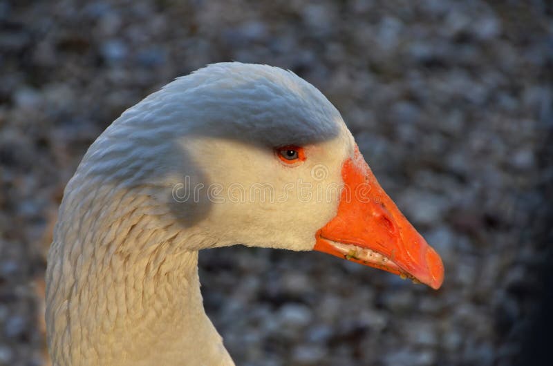 Portrait Of A Funny Pretty Goose Stock Photo - Image of background ...