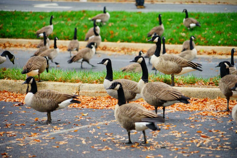 Goose and fall stock image. Image of geese, grassland - 131079683