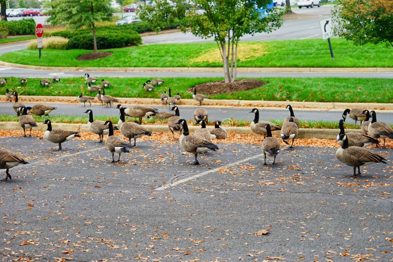 Goose and fall stock photo. Image of birds, anser, background - 131079768