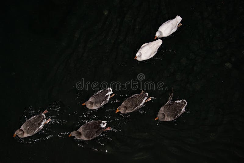 Goose Family at Night in the River Stock Image - Image of natural ...