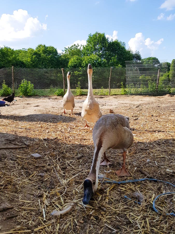 Goose at farm stock image. Image of plant, garden, beak - 203220899
