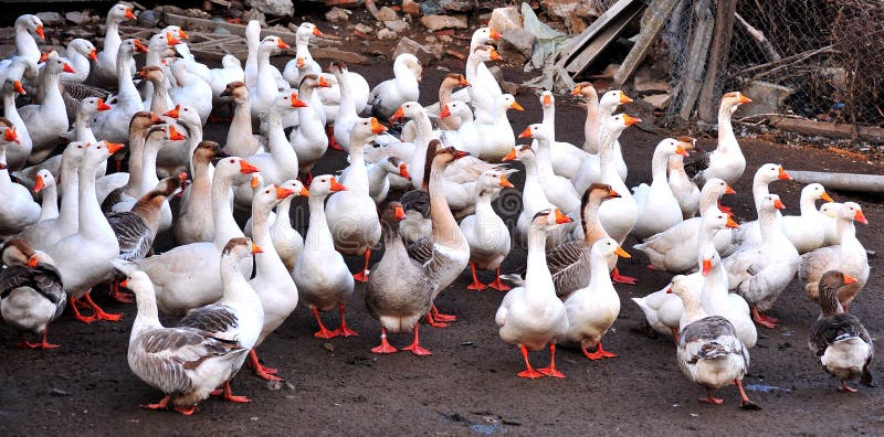 Goose on farm stock image. Image of fowl, agriculture - 23607481