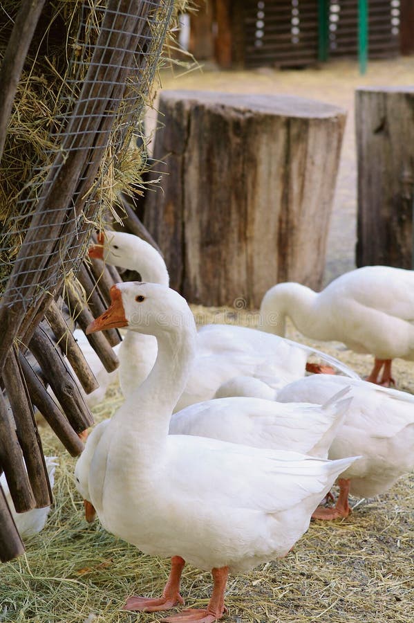 Goose farm stock photo. Image of grass, herd, crowd, pasture - 6280268