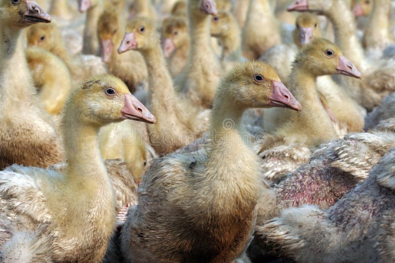 Goose farm stock photo. Image of animals, life, numerous - 851114