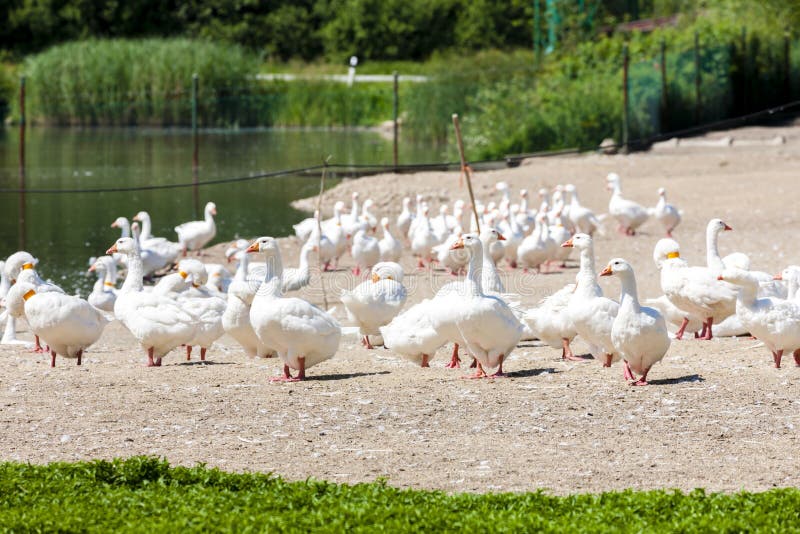 Goose farm, Czech Republic stock image. Image of bird - 170019489