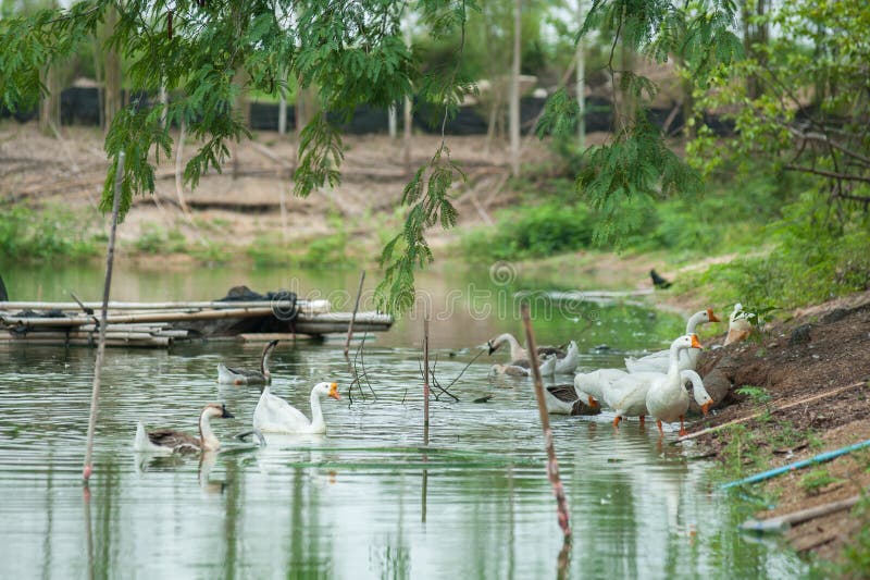 Goose farm stock photo. Image of gooses, embden, fowl - 68254320
