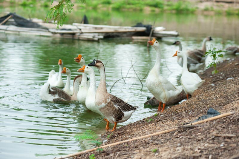 Goose farm stock image. Image of beautiful, funny, color - 68254619