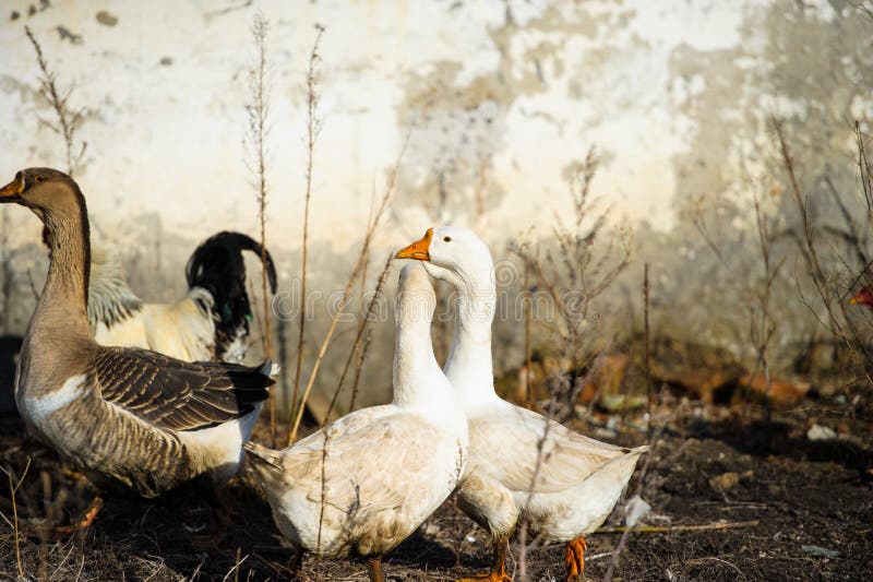 Goose in the farm stock photo. Image of eyes, closely - 163421816