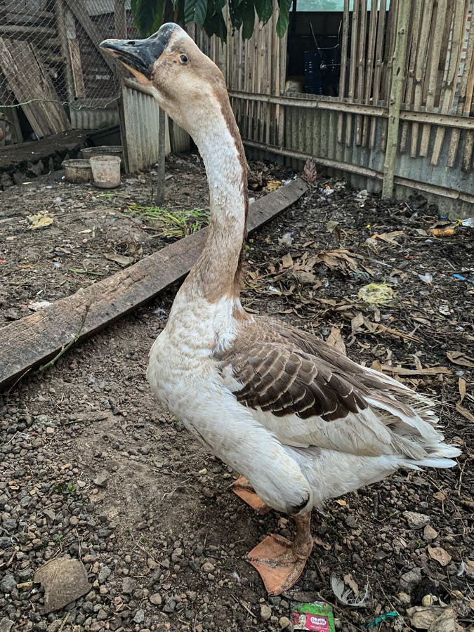 The Goose on the Farm Looks Elongated Its Neck Stock Photo - Image of ...