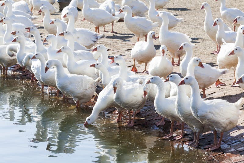 Goose Farm stock image. Image of bird, gaggle, aquatic - 66779381