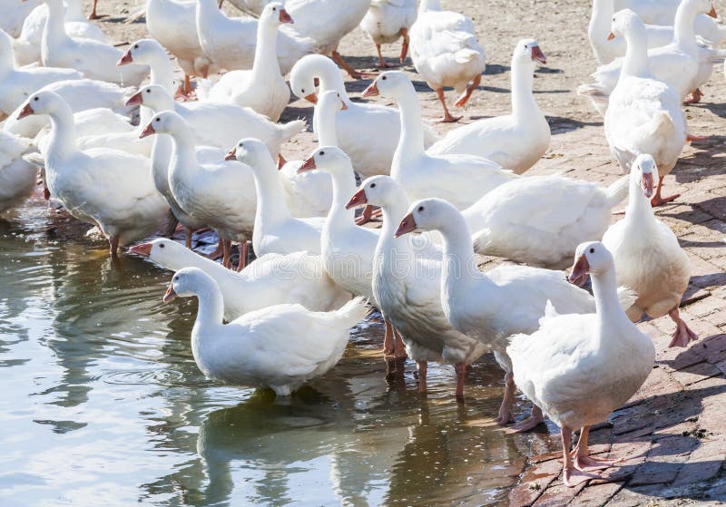 Goose Farm stock image. Image of central, aquatic, fauna - 66779521