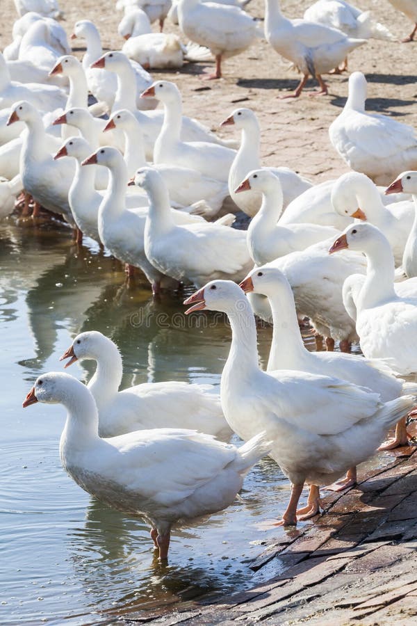 Goose Farm stock image. Image of aquatic, outdoors, bird - 66779709