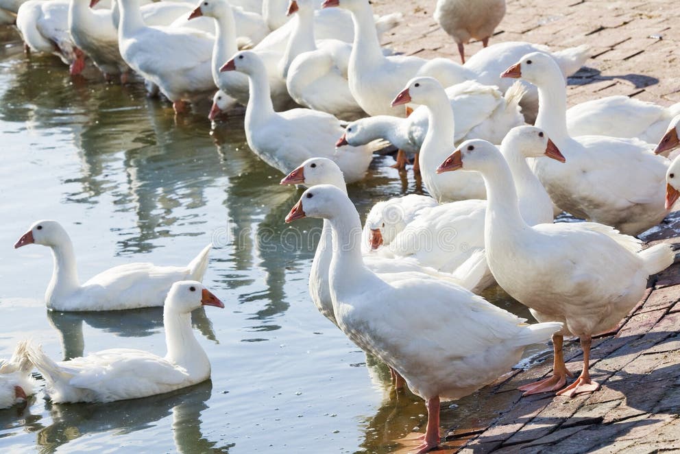Goose Farm stock photo. Image of farm, pool, countryside - 66779890