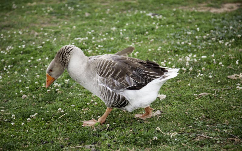 Goose on farm stock image. Image of duck, grass, color - 149086997