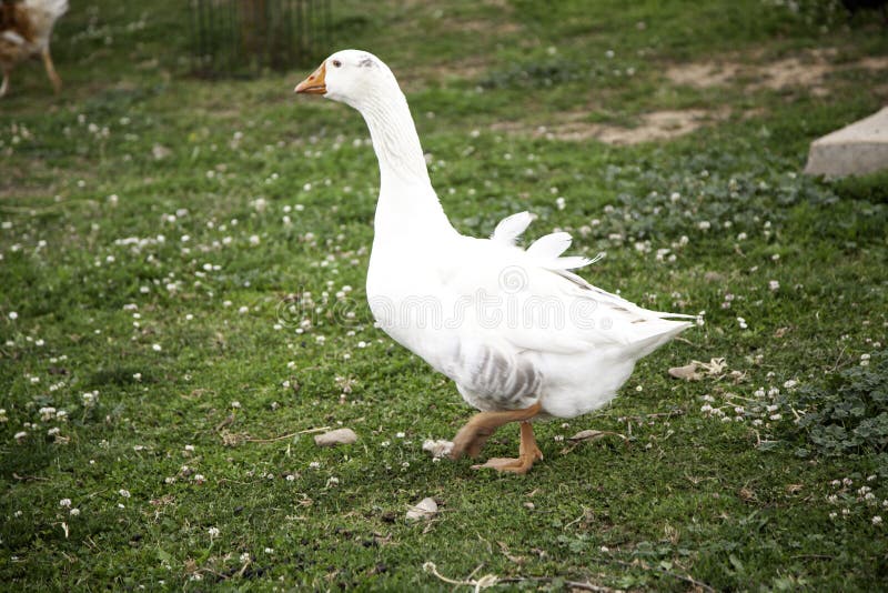 Goose on farm stock image. Image of domesticated, feather - 149087057