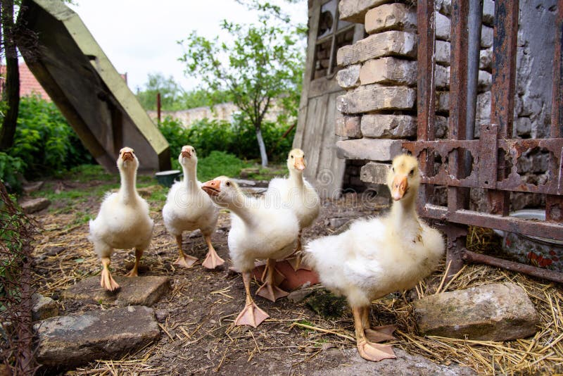 Goose farm stock image. Image of green, grass, animal - 78481969