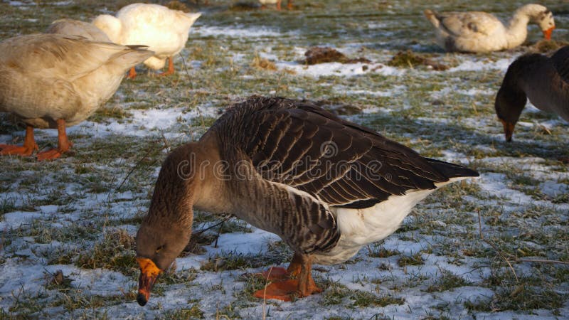 Goose on the Farm in Winter Stock Image - Image of christmas, goose ...