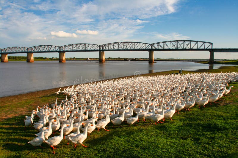 The Goose Farming Industry. Stock Image - Image of farming, pond: 286397255