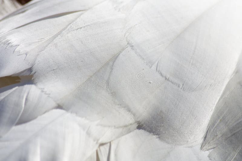 Goose feather stock image. Image of fauna, angel, poultry - 62065493