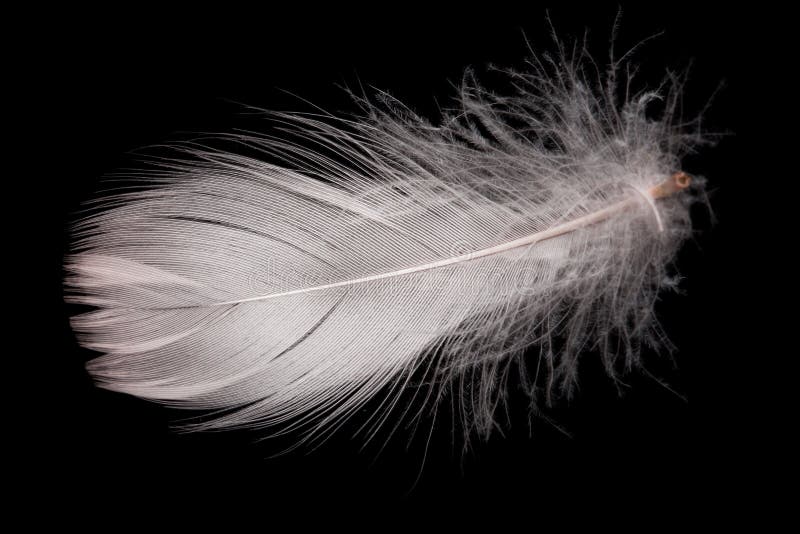Goose Feather stock image. Image of quill, black, purity - 59756935