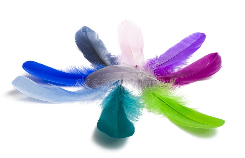 Goose feather isolated stock photo. Image of feather - 183982830